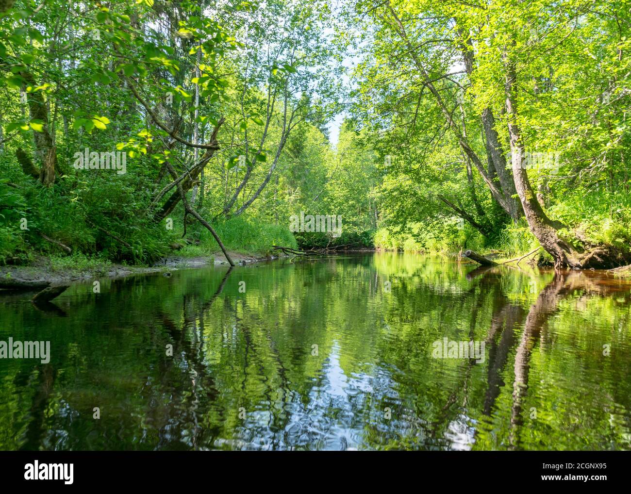 Riverside forrest hi-res stock photography and images - Alamy