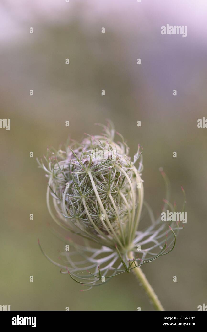 Single wild carrot flower bud starts to unfurl Stock Photo - Alamy