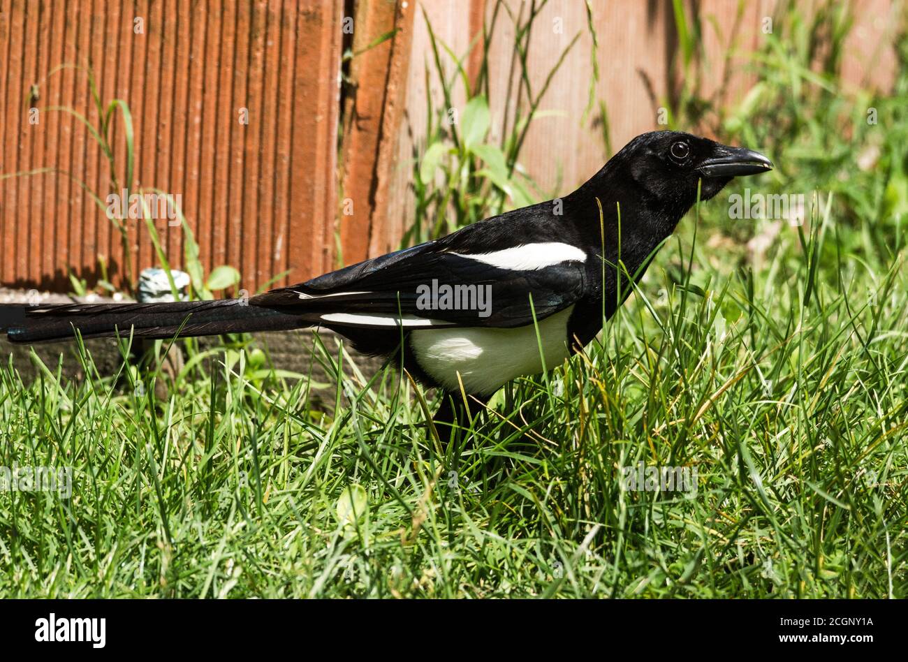 Magpie 'Pica pica' Adult.Photograph taken at a feeding station,South ...