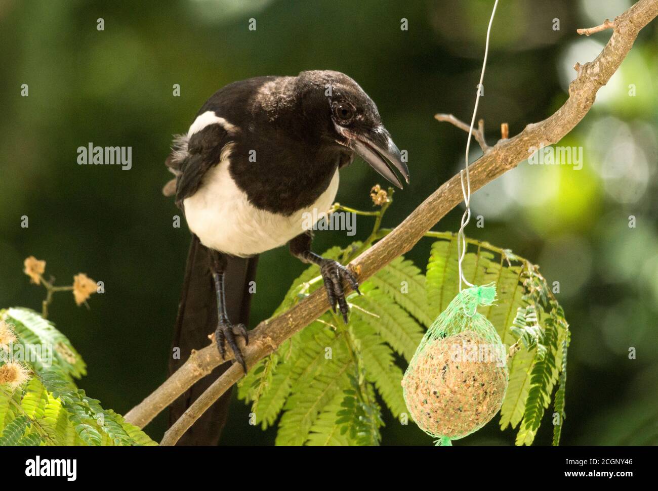 Magpie 'Pica pica' Adult on fat ball.Photograph taken at a feeding ...