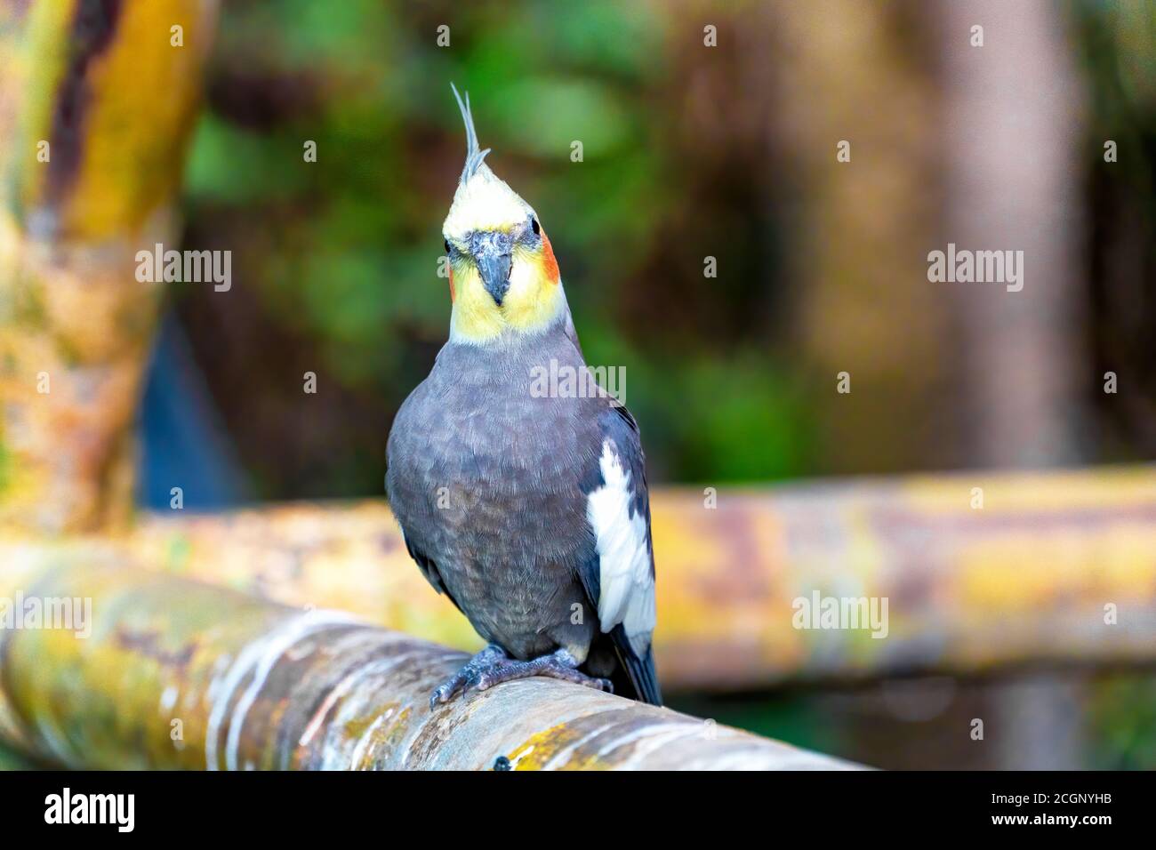 A beautiful and colorful Cockatiel breed parrot in the green forest ...