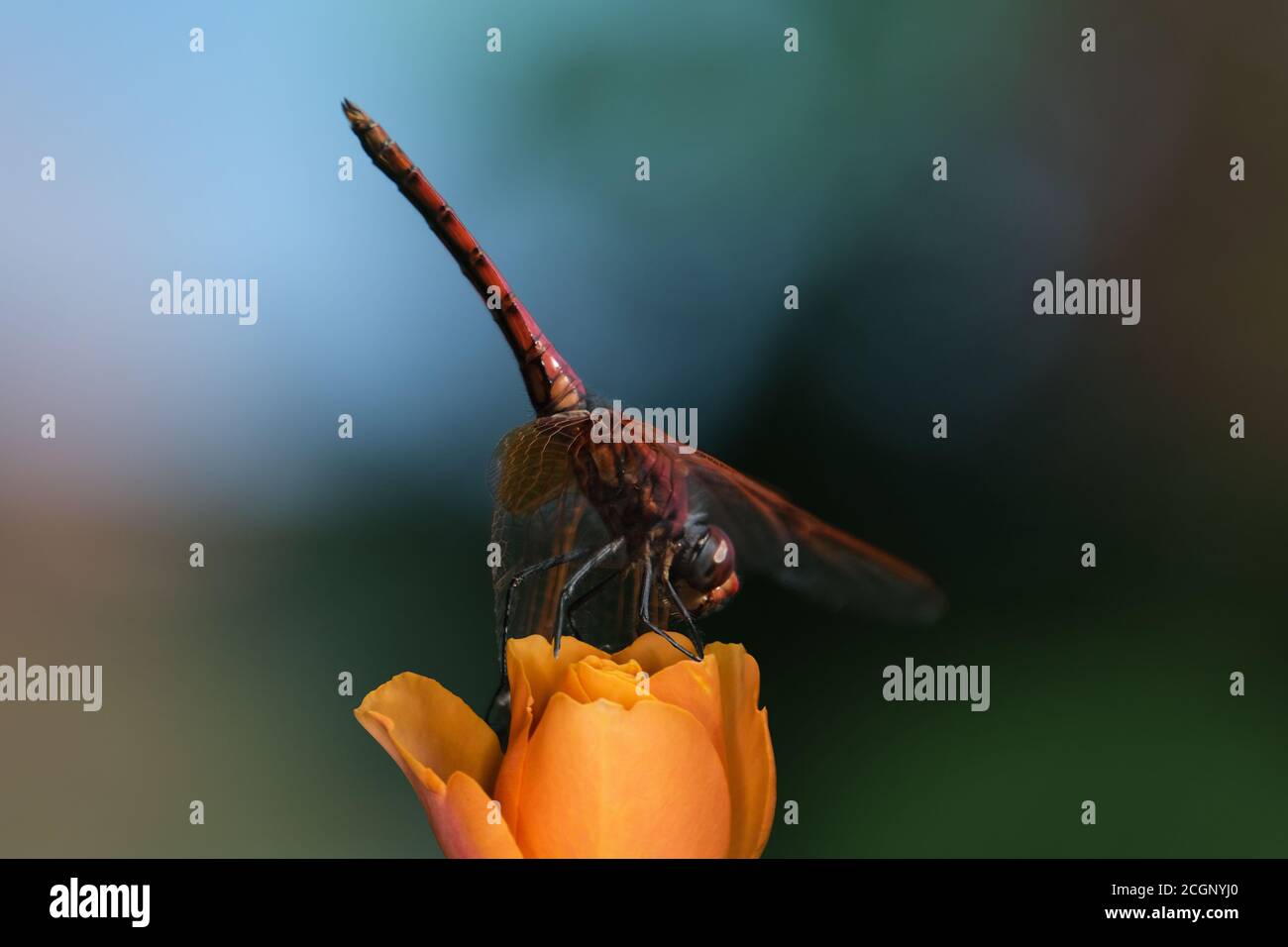 enlargement of a dragonfly placed on top of a rose Stock Photo - Alamy