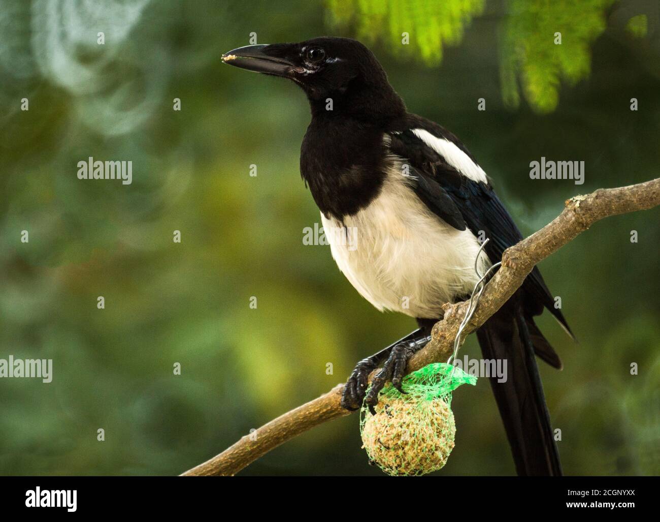 Magpie 'Pica pica' Adult on fat ball.Photograph taken at a feeding ...