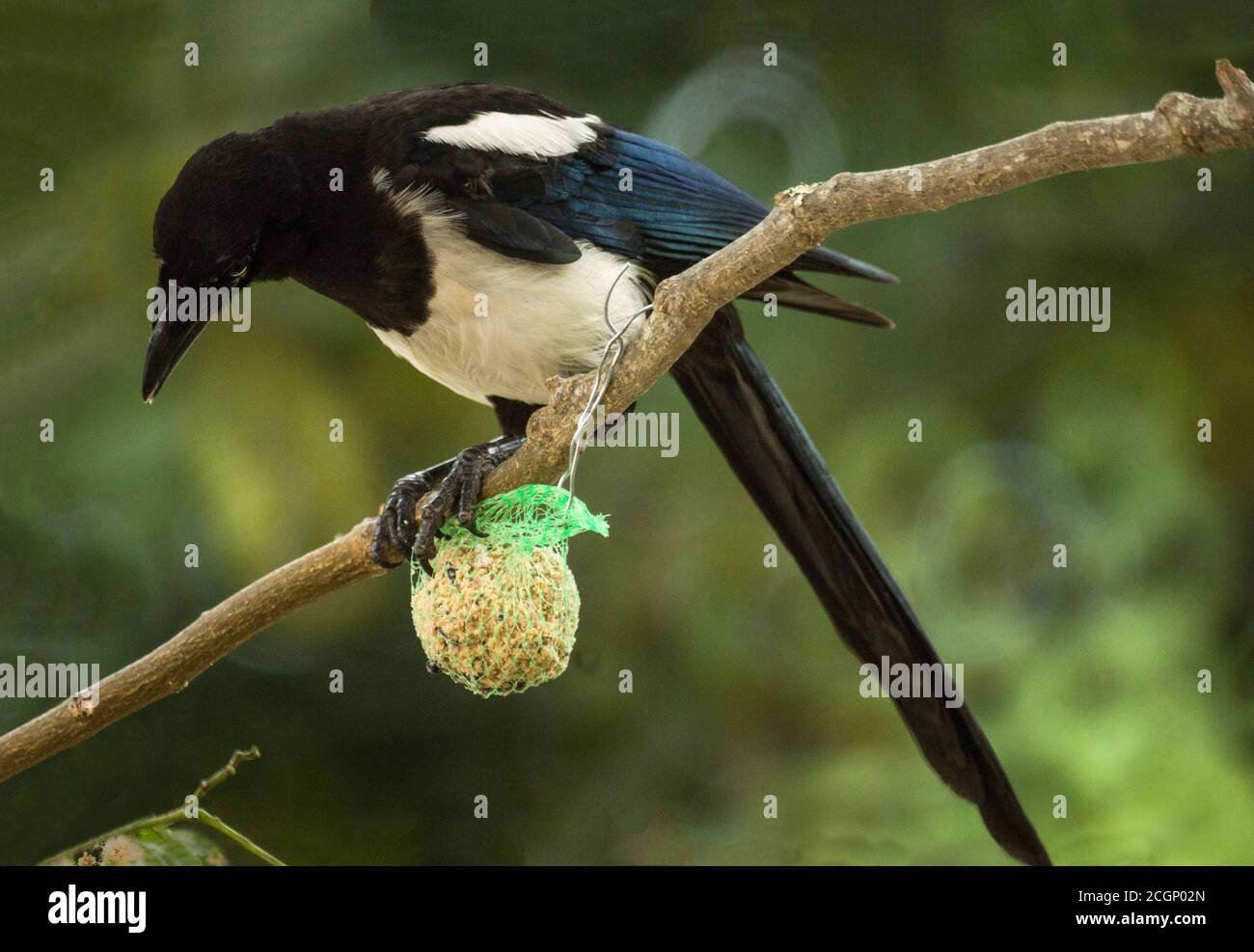Magpie 'Pica pica' Adult on fat ball.Photograph taken at a feeding ...