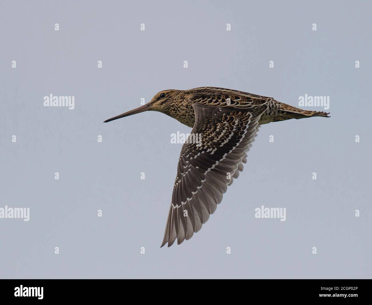 Great snipe in flight with all the caracteristic feather-features Stock ...
