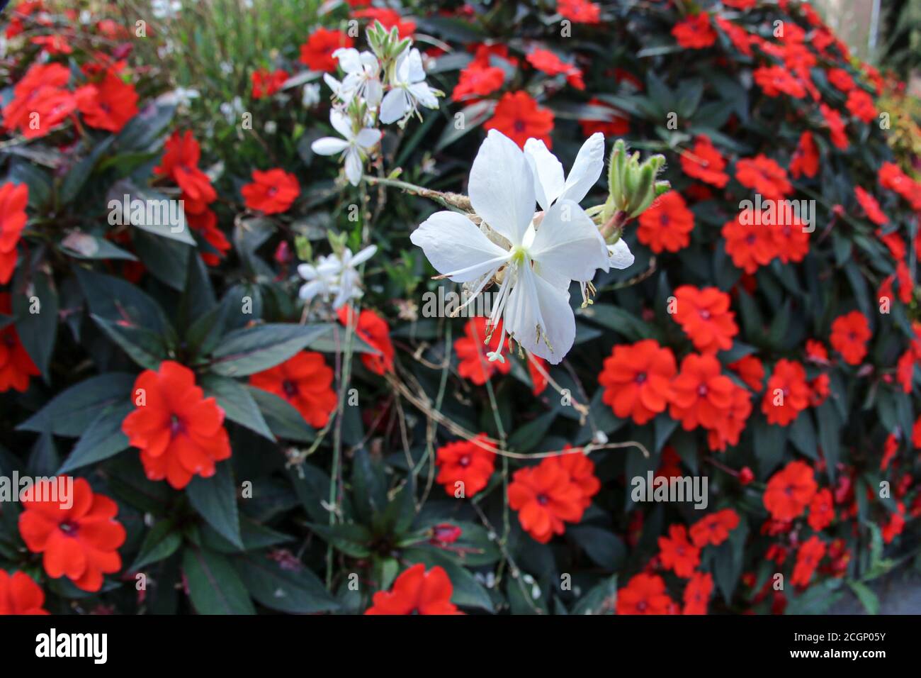 Particle flowers hi-res stock photography and images - Alamy