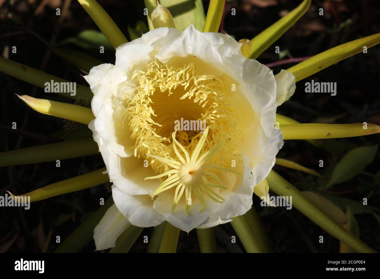 Kaktus hylocereus undatus Stock Photo - Alamy