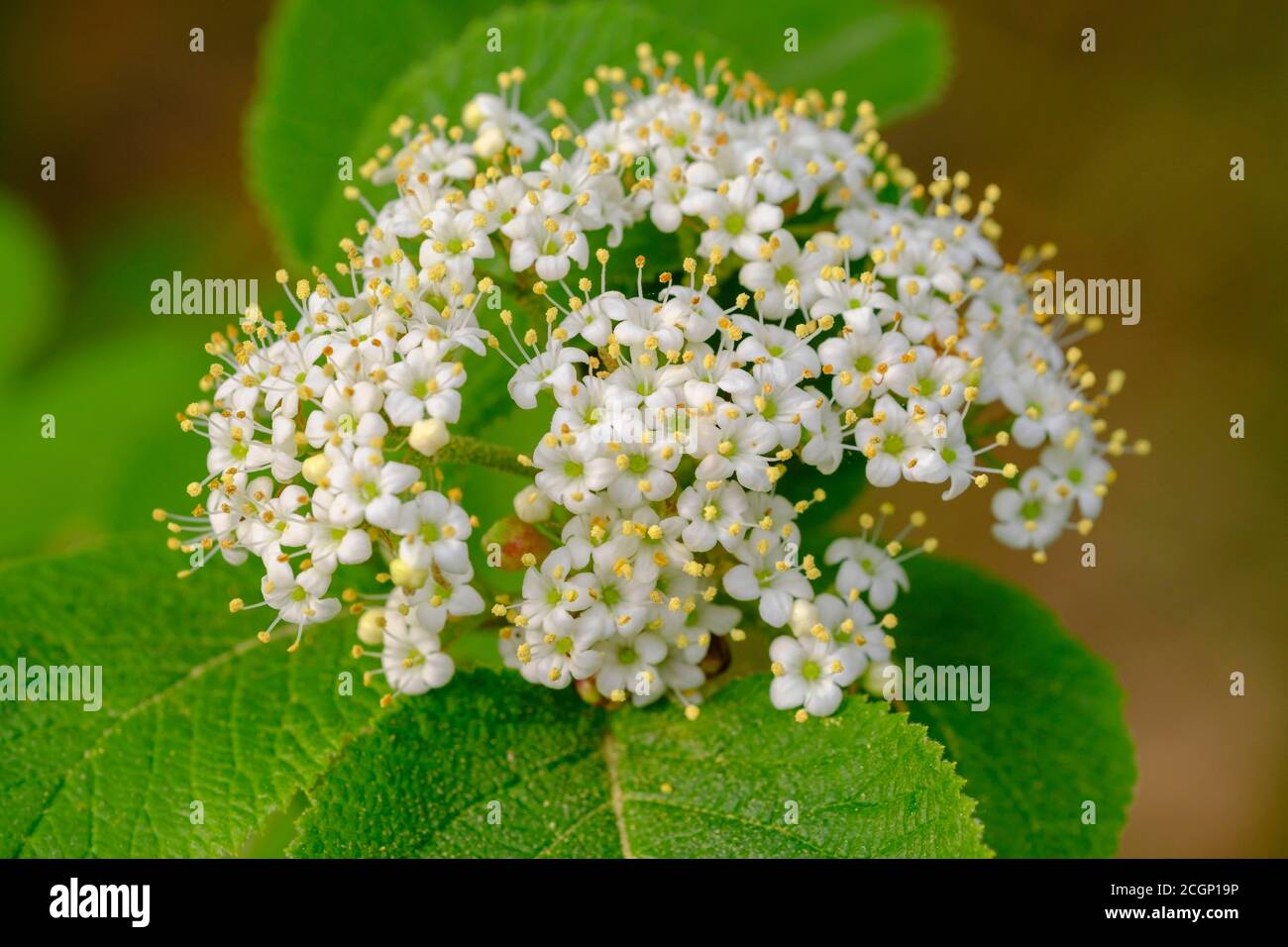 Garlic mustard (Viburnum lantana), inflorescence, Isarauen, Upper ...