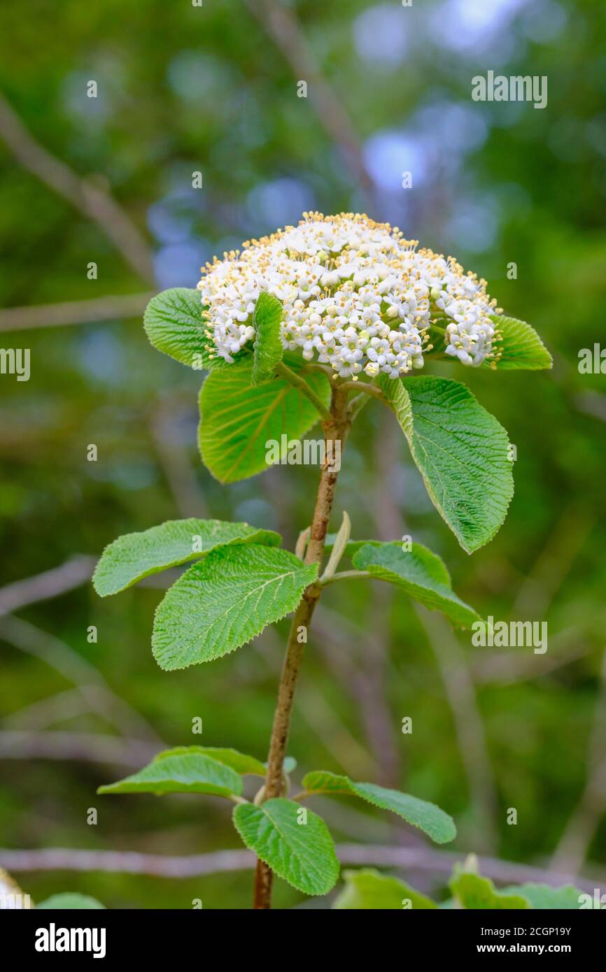 Garlic mustard (Viburnum lantana), inflorescence and leaves, Isarauen ...