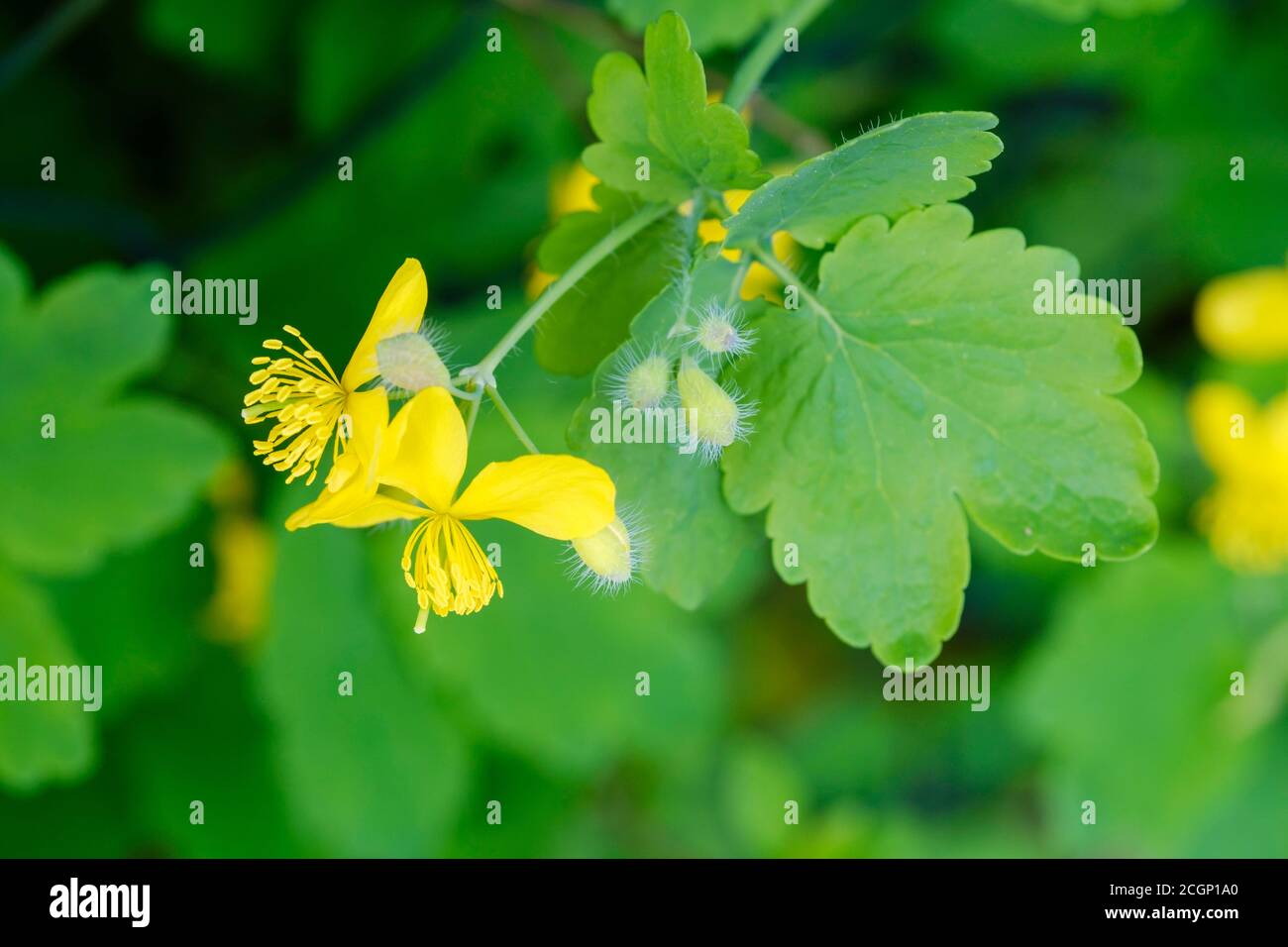 Greater Celandine (Chelidonium majus), flowers and leaves, medicinal ...