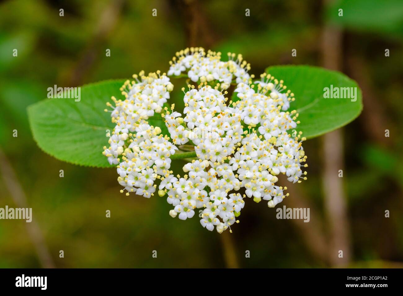 Garlic mustard (Viburnum lantana), inflorescence, Isarauen, Upper ...