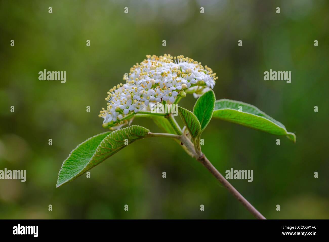 Garlic mustard (Viburnum lantana), inflorescence and leaves, Isarauen ...