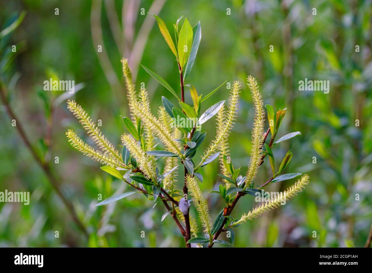 Female flower catkins of Goat willow (Salix caprea), Isarauen, Upper ...