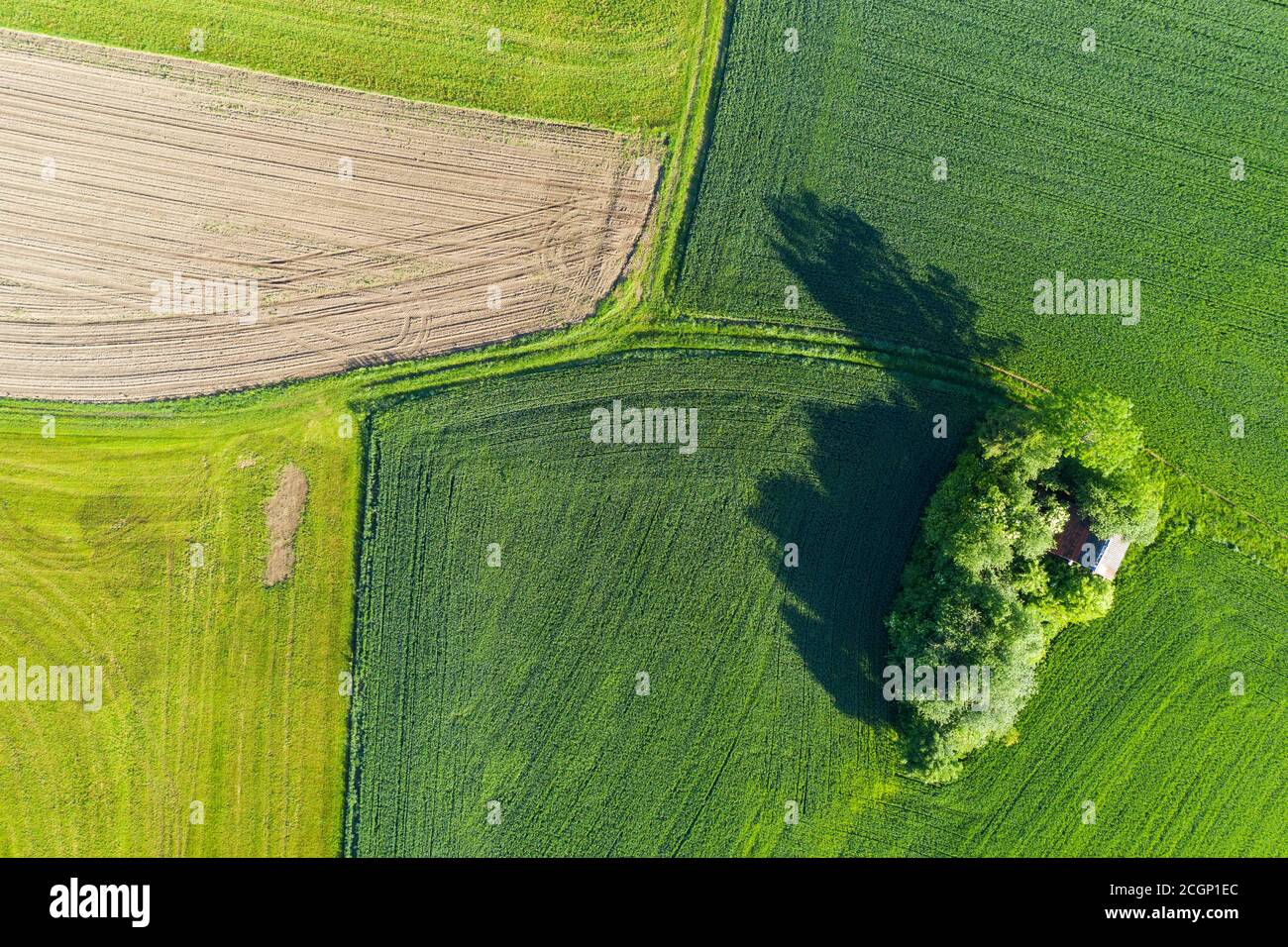 Group of trees in cultural landscape, near Huglfing, Pfaffenwinkel ...