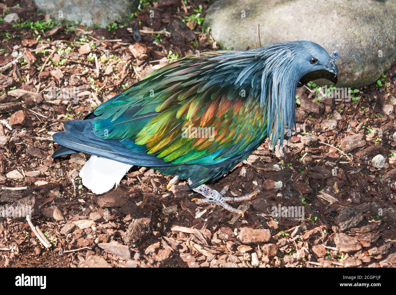 Pigeon bird nicobar birds india hi-res stock photography and images - Alamy