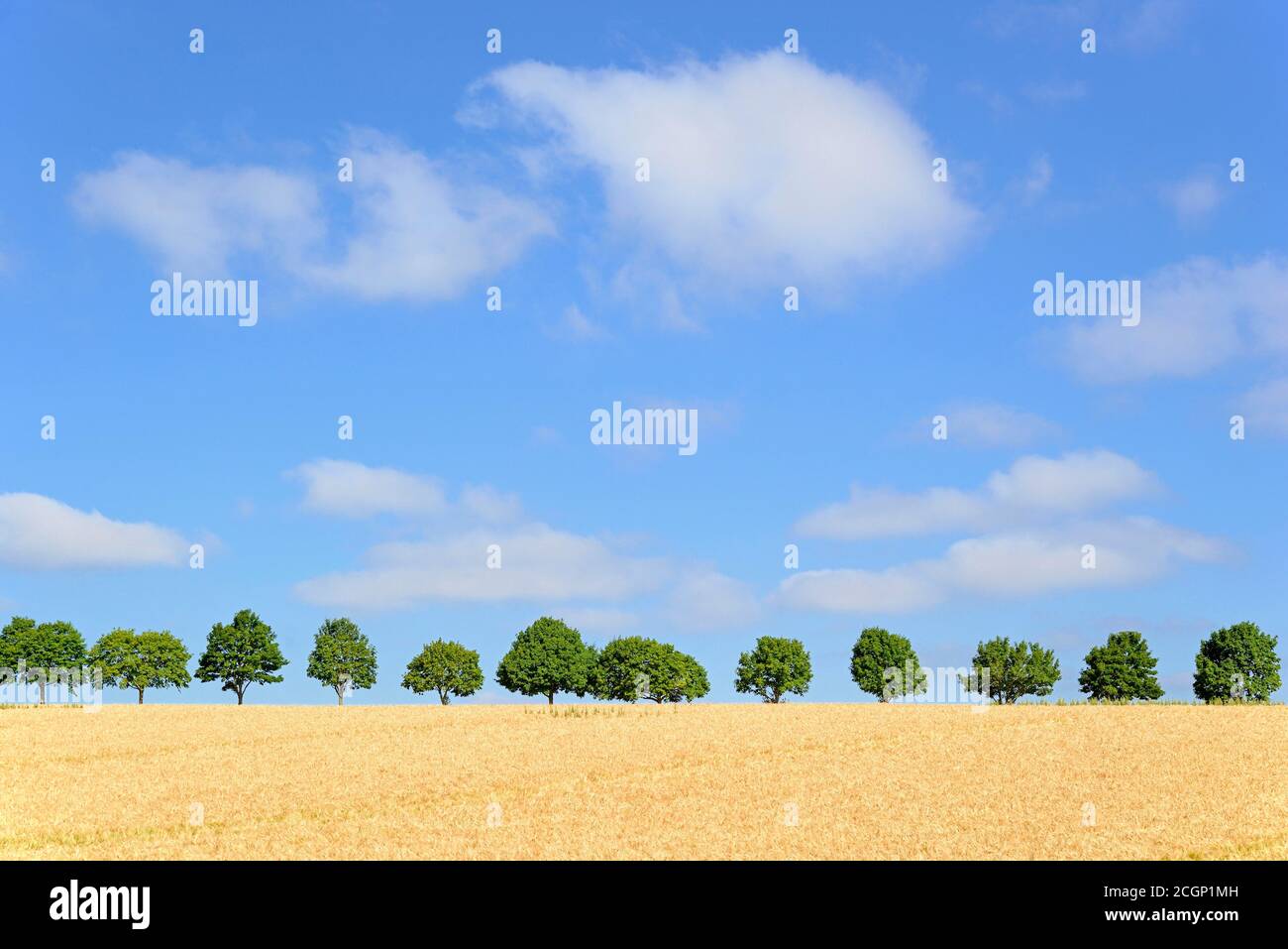 Row of trees, Maple (Acer), at the grain field with blue cloud sky ...