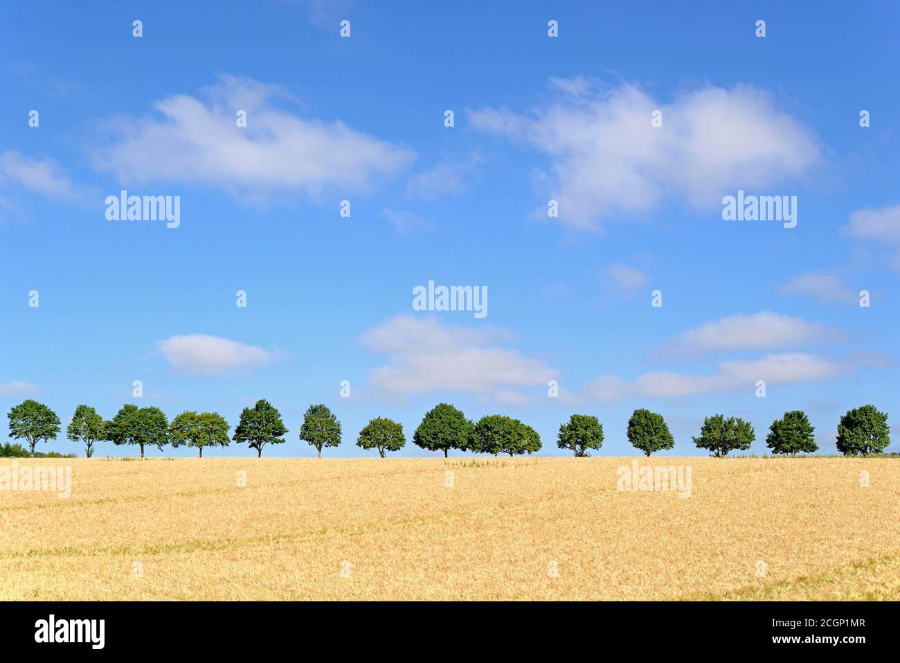 Row of trees, Maple (Acer), at the grain field with blue cloud sky ...