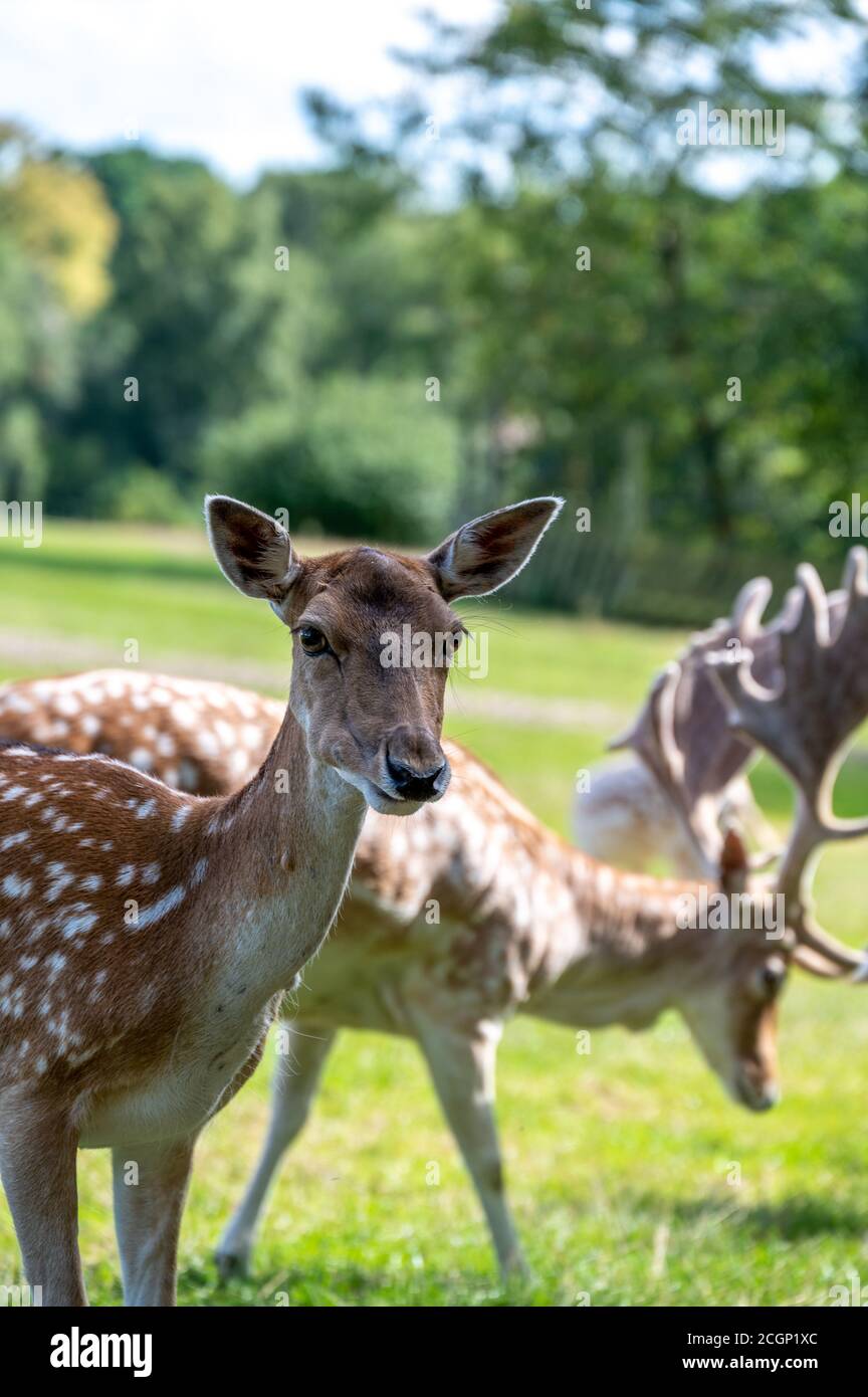 A young fallow deer in front of a male deer with crown Stock Photo - Alamy
