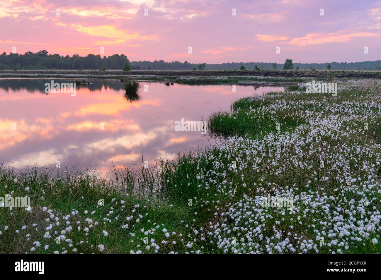 Sunset in the moor with fruiting cotton grass (Eriophorum vaginatum) in ...