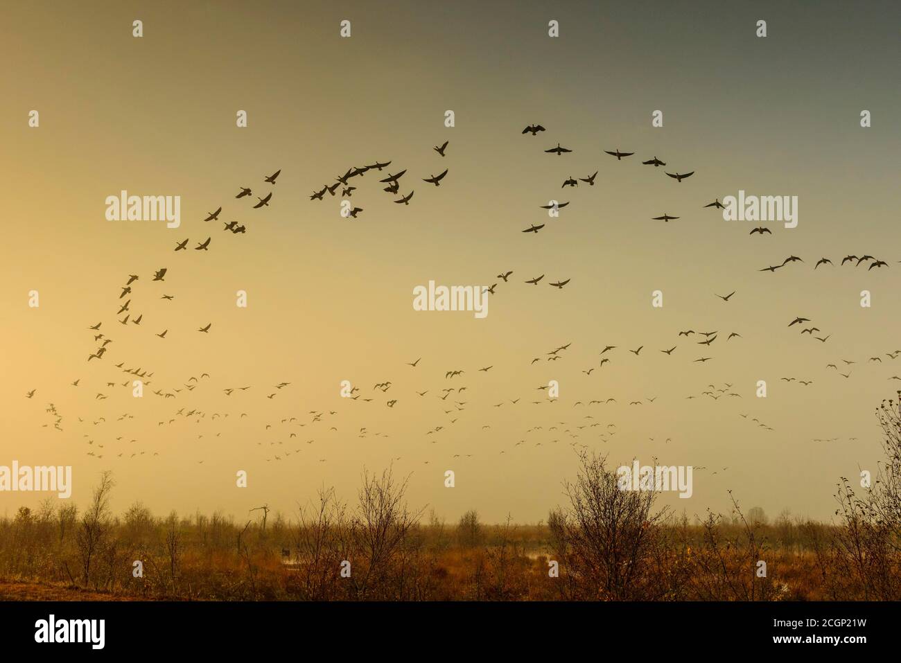 Migrating geese over the goldenstedter moor hi-res stock photography ...