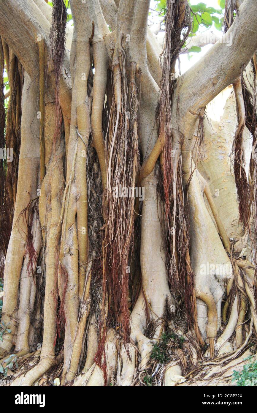 Feigenbaum hi-res stock photography and images - Alamy