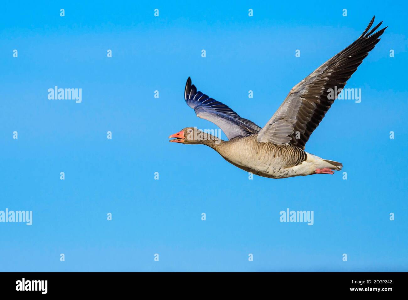 Flying Greylag goose (anser anser) in front of blue sky, migratory bird ...
