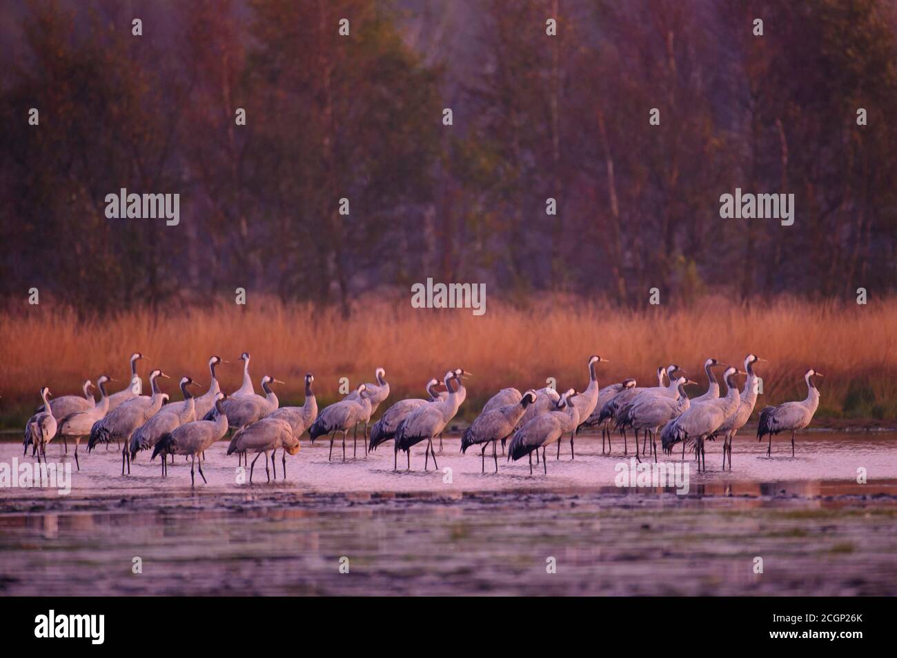 Cranes (grus grus), flock of birds at the sleeping place in shallow ...
