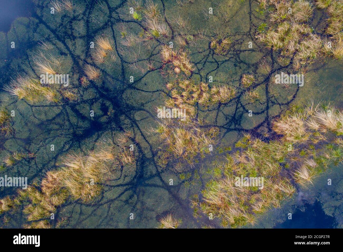 Aerial view, vegetation and bog ponds, Goldenstedter Moor, Oldenburger ...