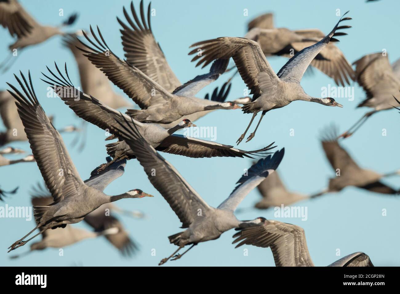 Flock birds migration hi-res stock photography and images - Alamy