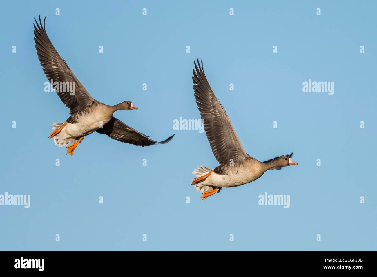 Greater white-fronted geese (Anser albifrons) in flight, migratory bird ...