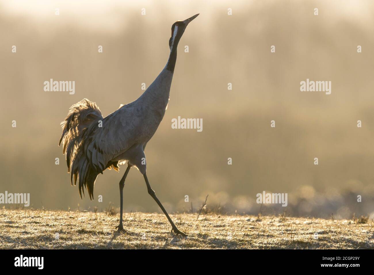 Common crane mating sweden hi-res stock photography and images - Alamy