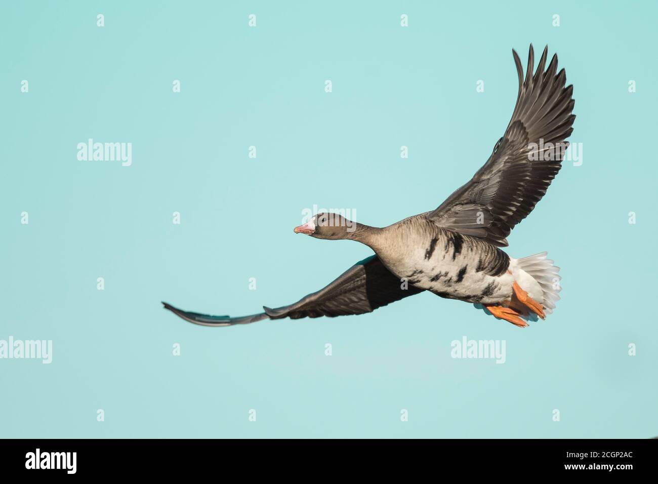 Greater white-fronted goose (Anser albifrons) in flight, migratory bird ...