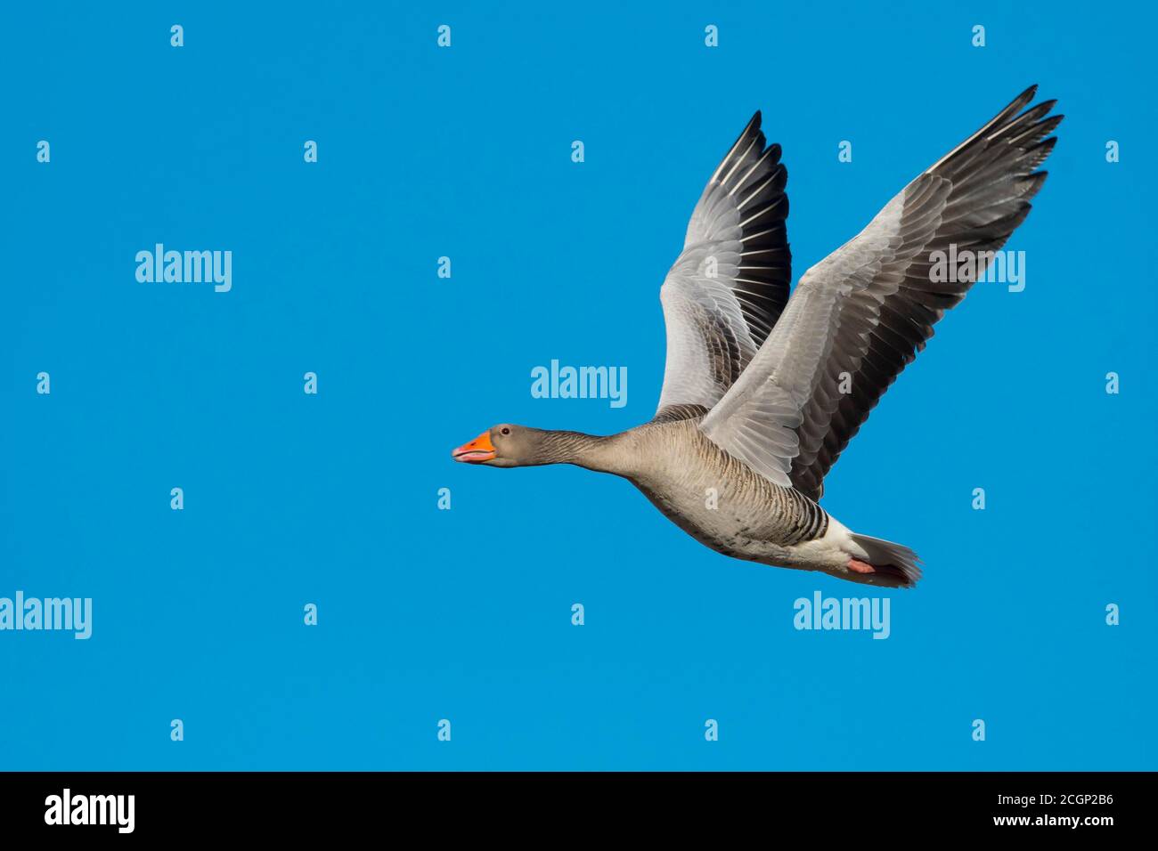 Flying Greylag goose (anser anser) in front of blue sky, migratory bird ...