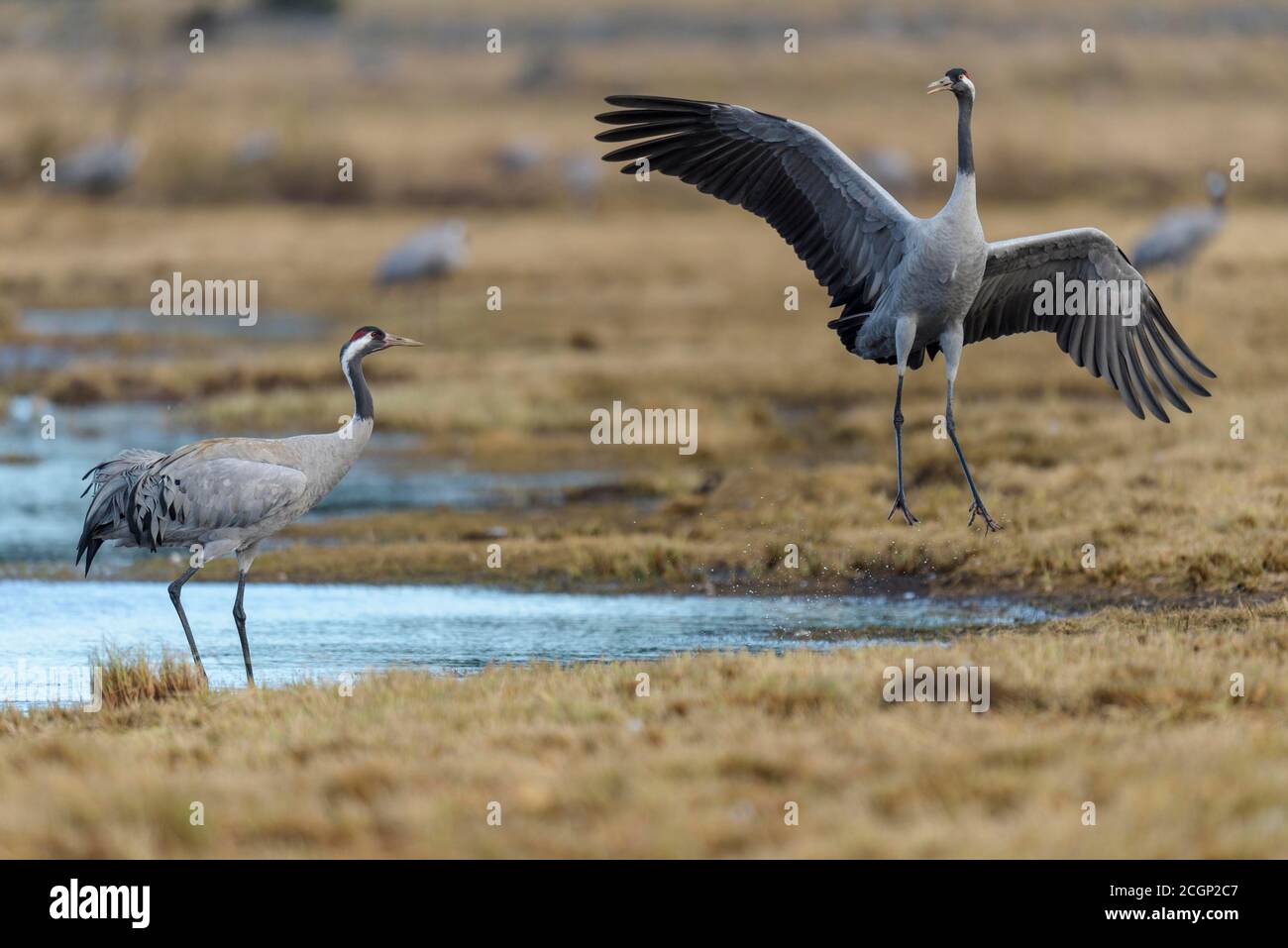 Cranes (grus grus) dancing in a moor, Dance of the cranes ...