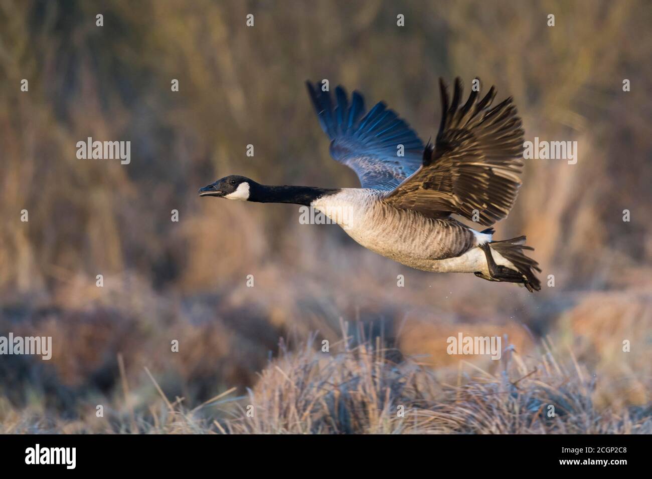 Flying Canada goose (Branta canadensis) over the moor, Vaestergoetland ...