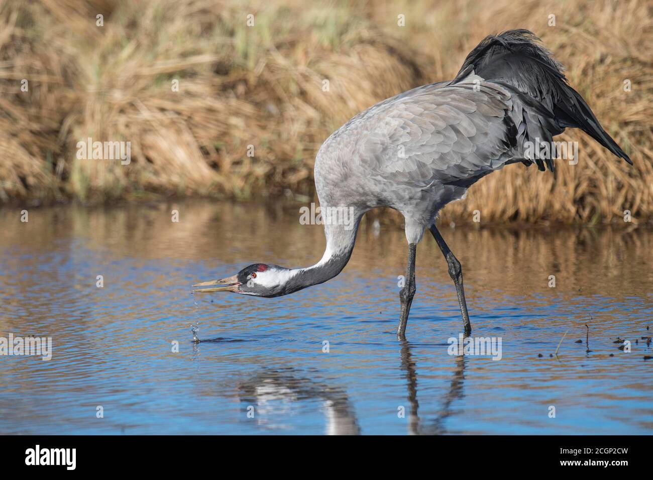Crane grus grus drinks in a water body hi-res stock photography and ...