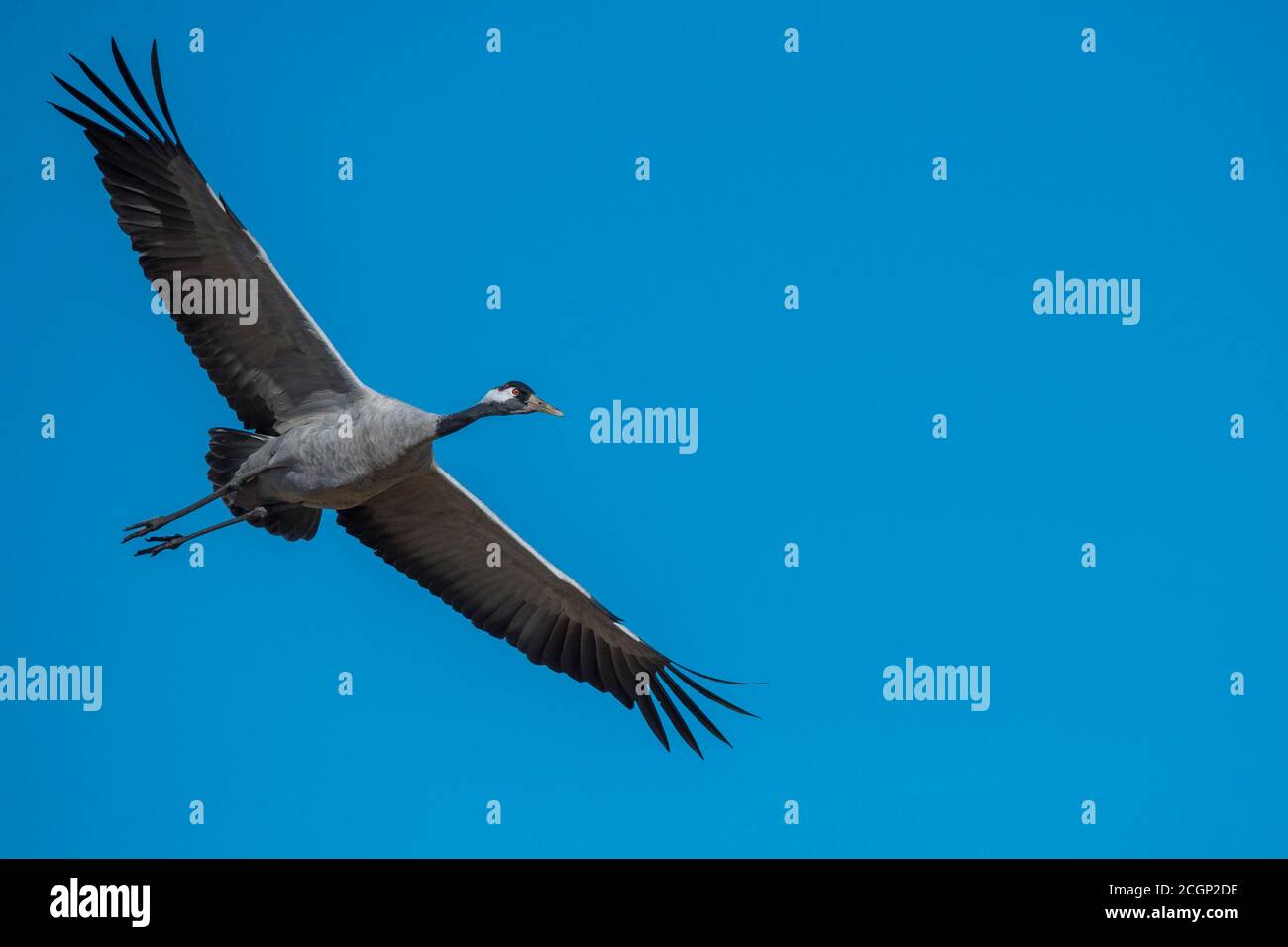 Common crane (grus grus), flying in front of a blue sky, migrating bird ...