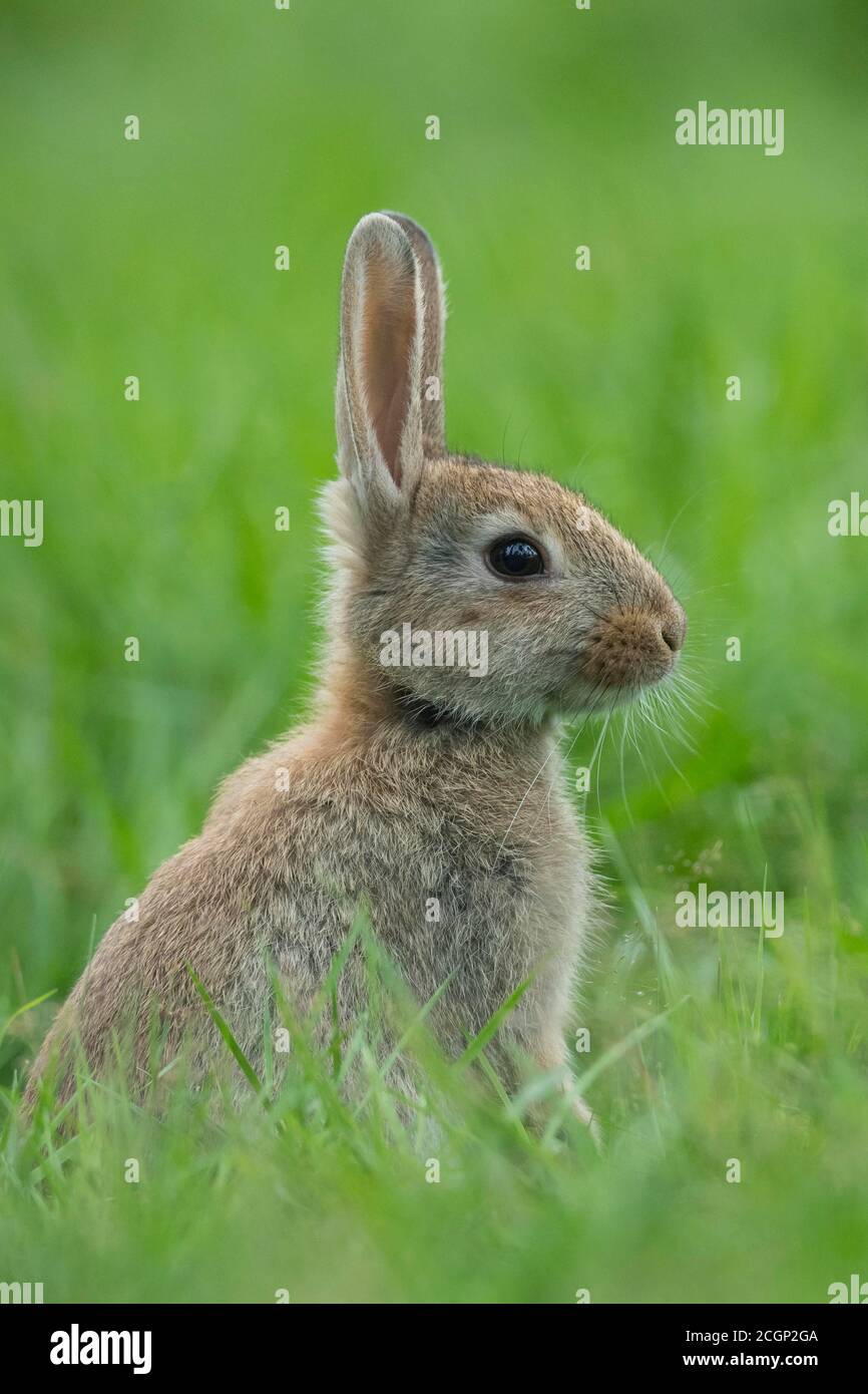 European rabbit (Oryctolagus cuniculus) sitting in a meadow, attentive ...