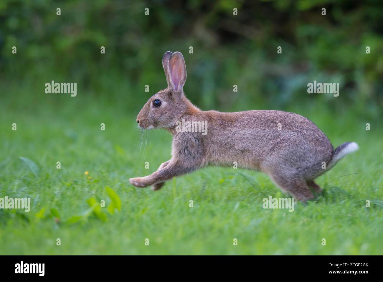 Oryctolagus cuniculus hi-res stock photography and images - Alamy
