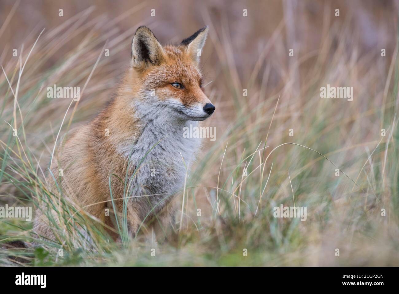 Red fox (Vulpes vulpes) in winter coat, sitting in the grass, Netherlands Stock Photo - Alamy