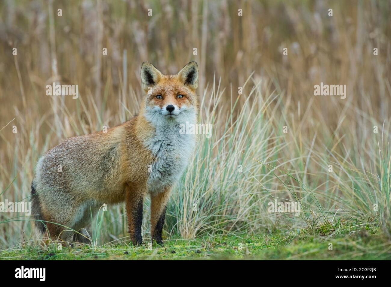 Red fox vulpes vulpes stands alert hi-res stock photography and images ...