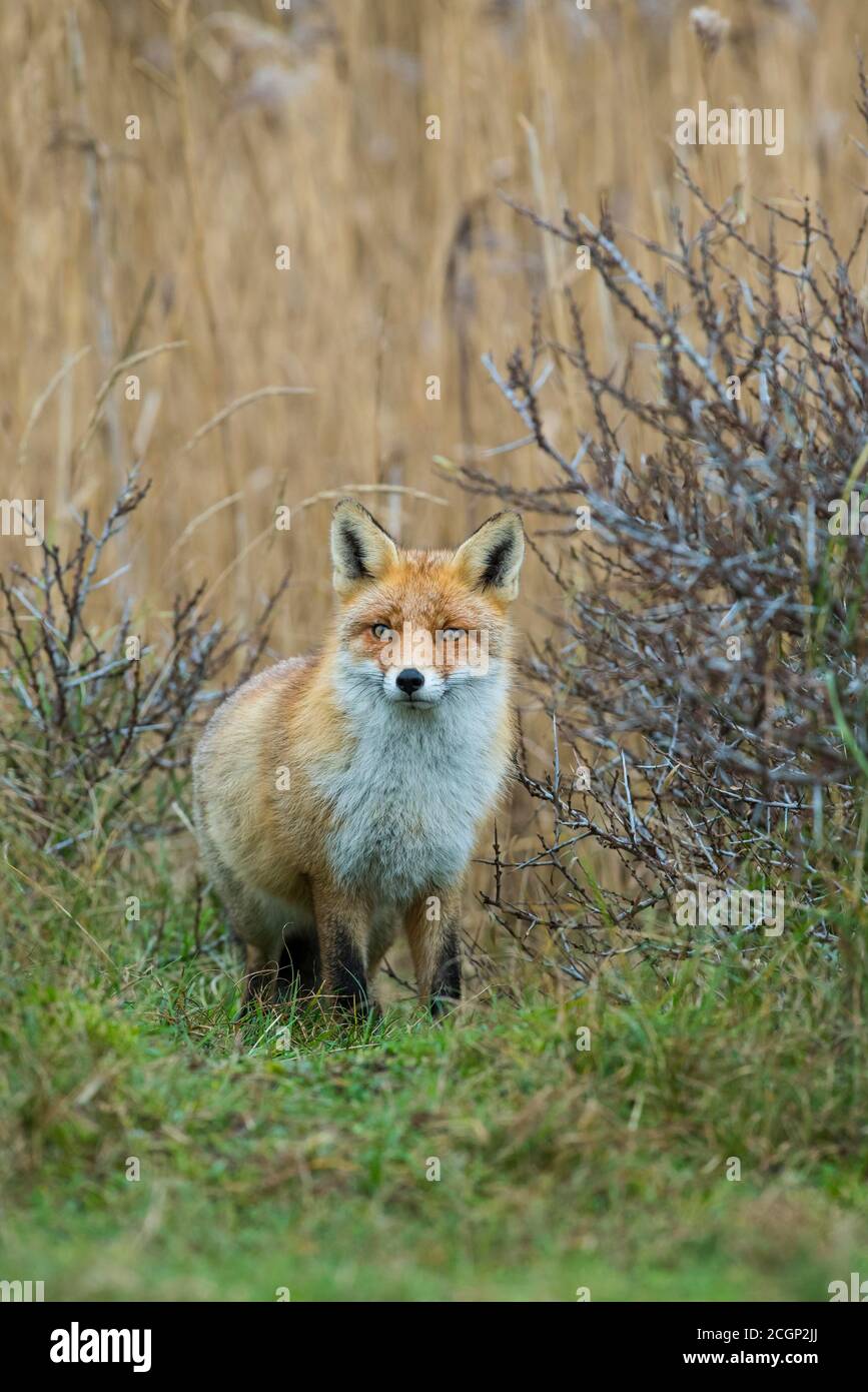 Red fox vulpes vulpes standing in winter coat in undergrowth hi-res stock photography and images ...