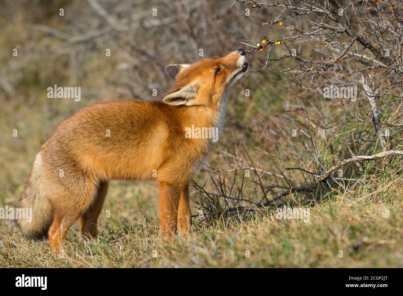 Red fox (Vulpes vulpes) eats fruit on the sea buckthorn bushes ...