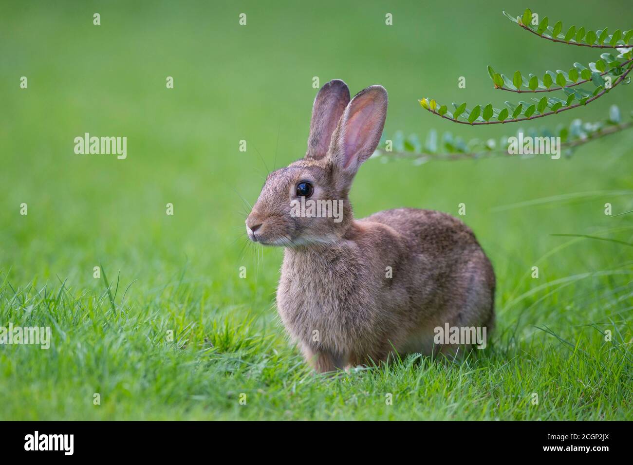 European rabbit (Oryctolagus cuniculus) in a meadow, attentive, pointed ...