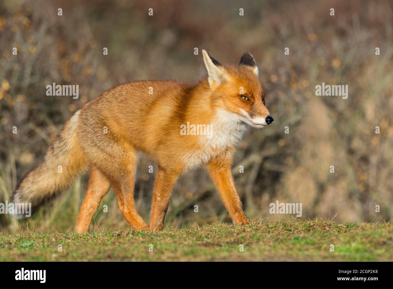 Fox running in winter hi-res stock photography and images - Alamy