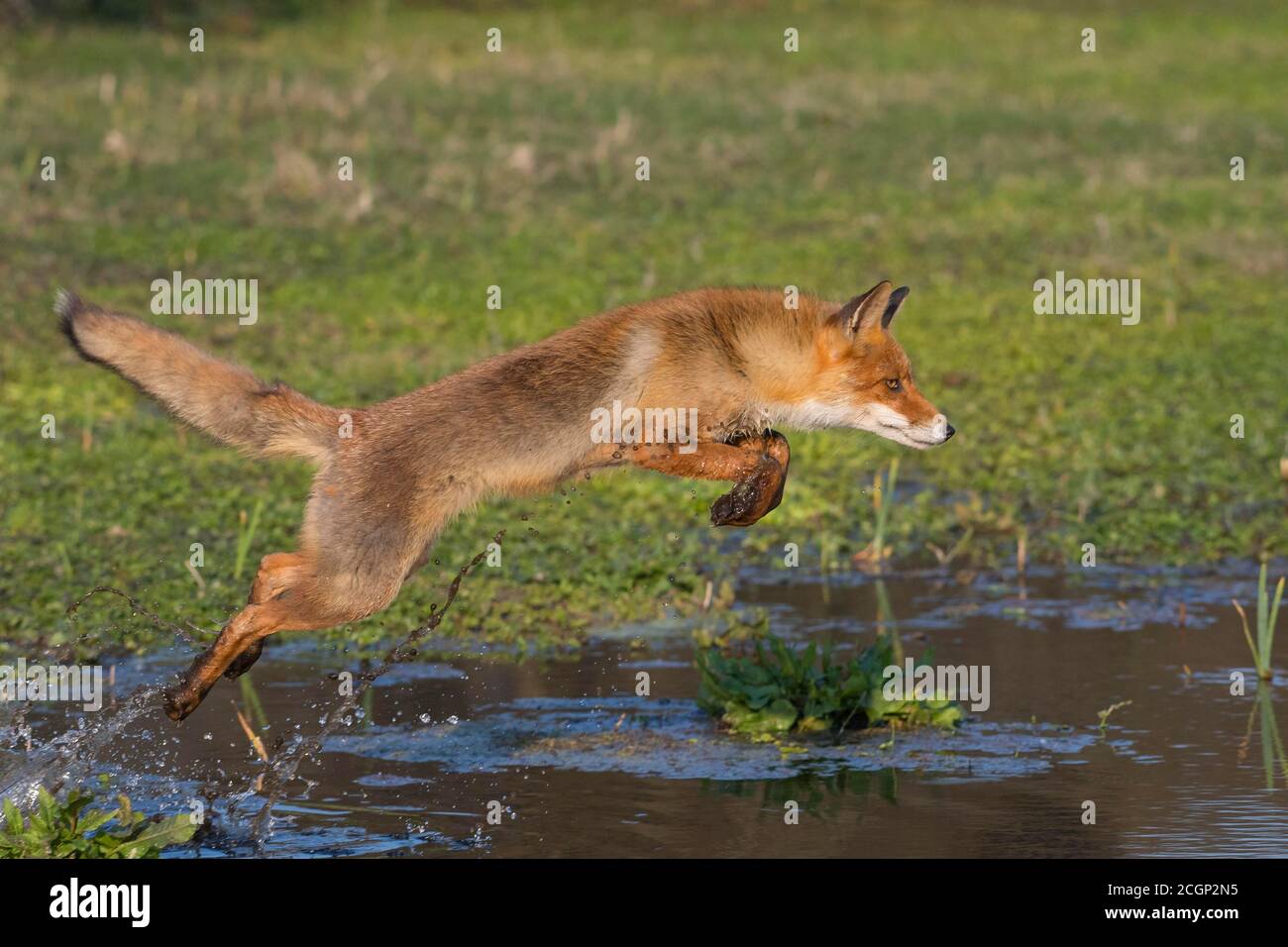 Red fox (Vulpes vulpes) jumping, jumping over a water body, action ...