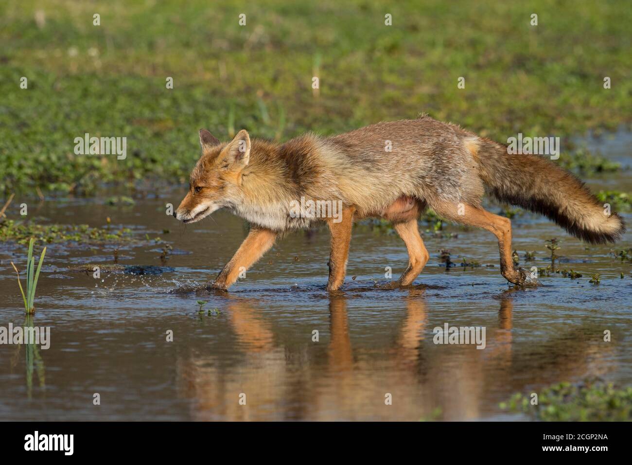 Red fox (Vulpes vulpes) crosses waters, Netherlands Stock Photo - Alamy