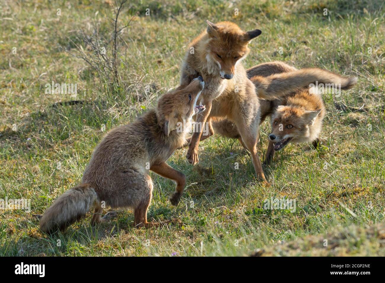 Red fox (Vulpes vulpes) fighting, Netherlands Stock Photo - Alamy