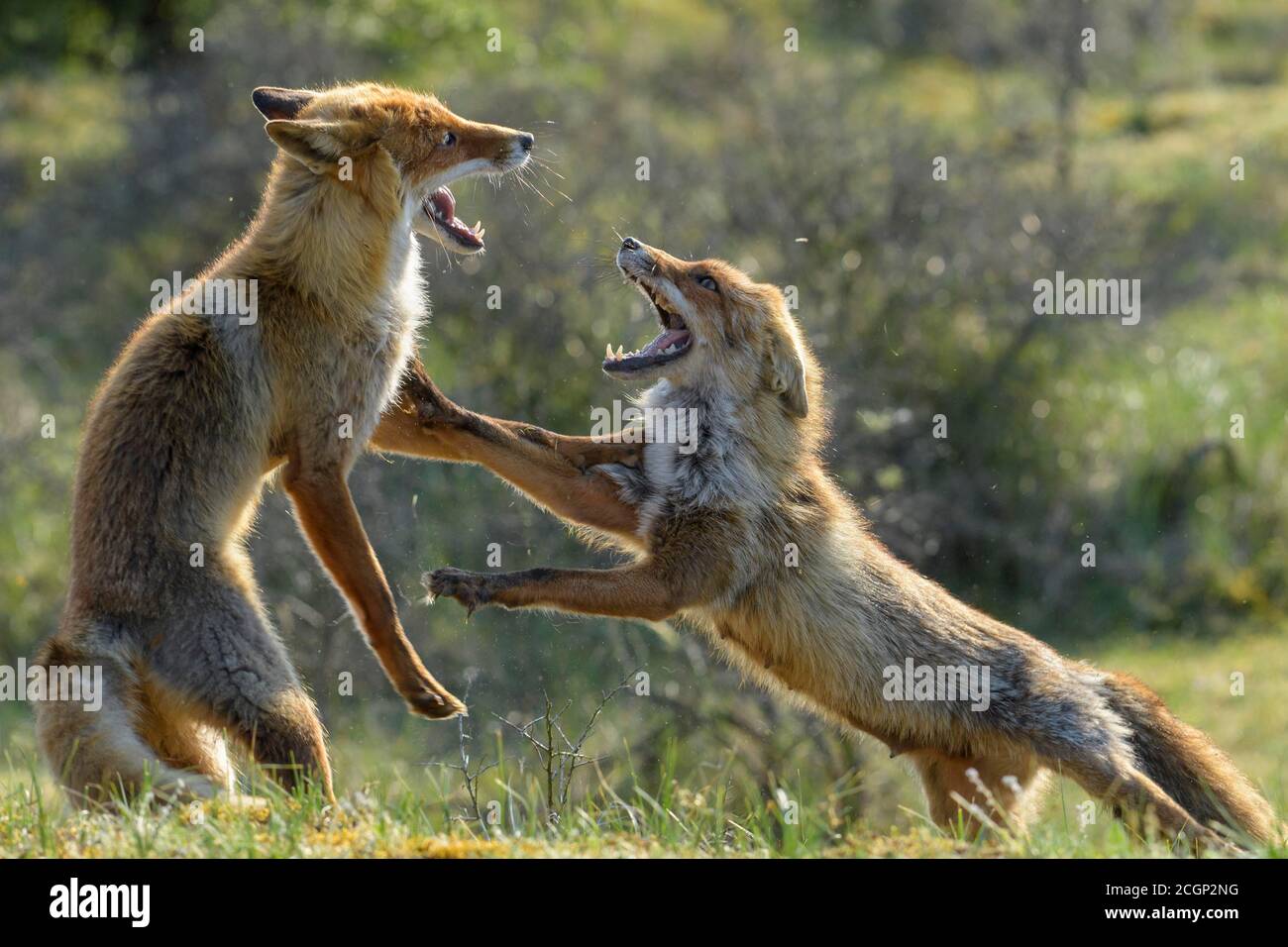 Red fox (Vulpes vulpes) fighting, Netherlands Stock Photo - Alamy