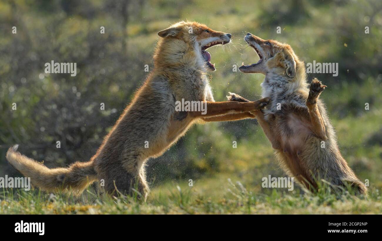 Red fox (Vulpes vulpes) fighting, Netherlands Stock Photo - Alamy